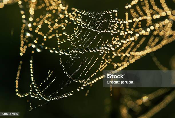 Dew 따라 족두리 웹 0명에 대한 스톡 사진 및 기타 이미지 0명 거미 거미줄 Istock