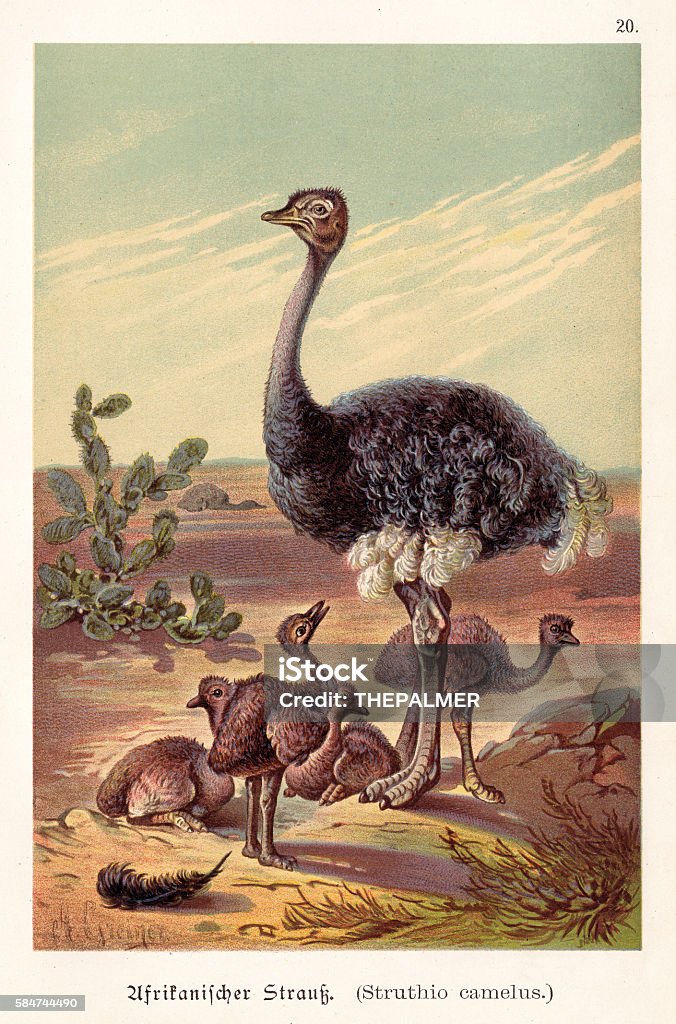 Ostrich With Its Babies Illustration 1888 Stok Vektör Sanatı & Deve ... Ostrich With Its Babies Illustration 1888 Stok Vektör Sanatı & Deve ...