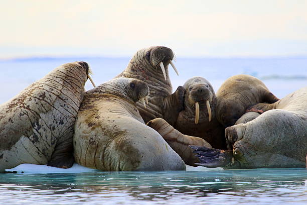 Free picture: hundreds, walruses, gathered, together, beach