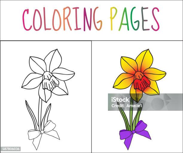 Mewarnai Halaman Buku Bunga Iris Versi Sketsa Dan Warna Ilustrasi Stok