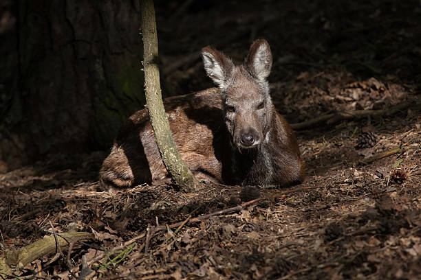 Musk Deer Pictures | Download Free Images on Unsplash