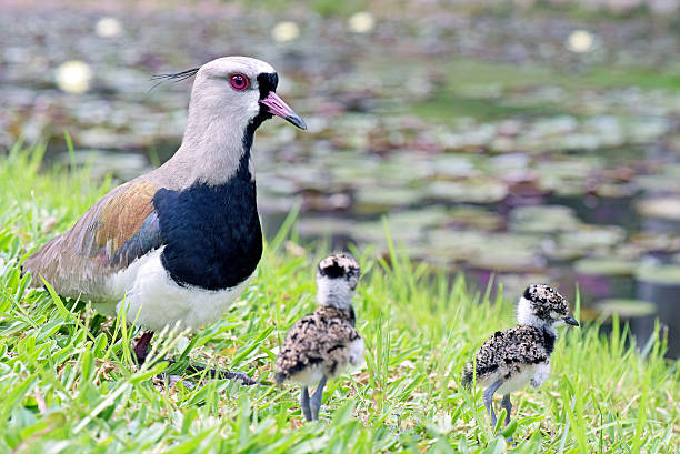 2,000+ Free Southern Lapwings & Lapwing Photos - Pixabay