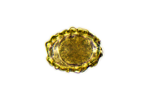 Ascaris Lumbricoides Foto De Stock Y Más Banco De Imágenes De