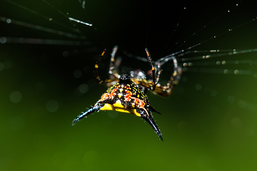 Makro Spiny Orb Penenun Labalaba Di Hutan Hujan Di Thailand Foto Stok ... Makro Spiny Orb Penenun Labalaba Di Hutan Hujan Di Thailand Foto Stok ...