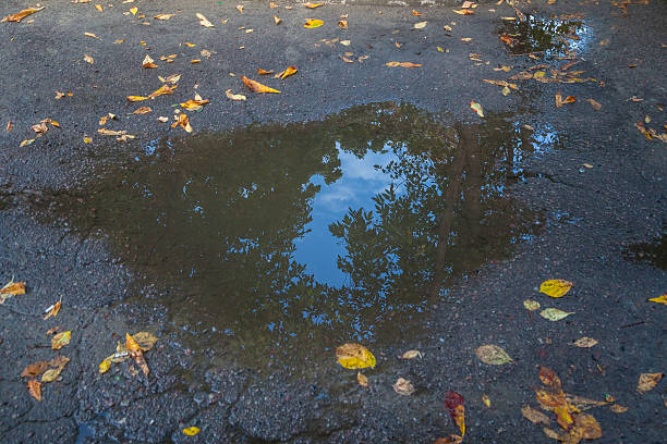 Free Stock Photo of Reflection of Trees in Puddle of Water | Download ...