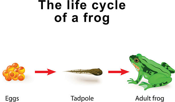 [90] Life cycle of frog Clipart Vector PNG , SVG, EPS, PSD, AI