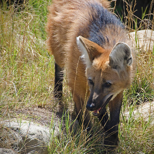 Maned Wolf Pictures | Download Free Images on Unsplash