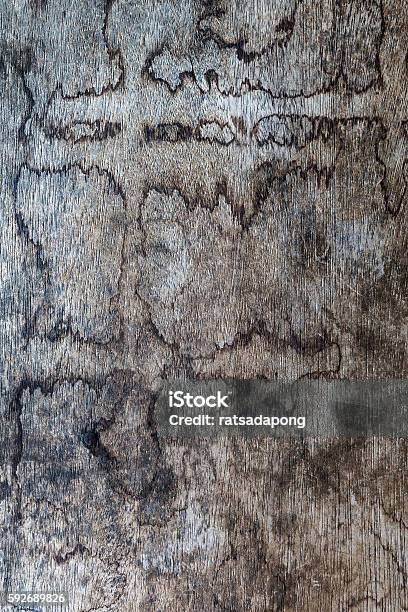 Wood Texture 照片檔及更多 厚板 照片 厚板 咖啡色 地板 Istock