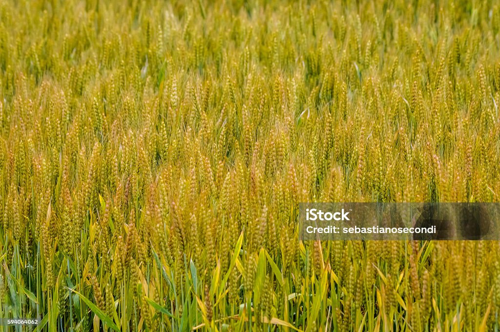 Latar Belakang Ladang Gandum Emas Foto Stok - Unduh Gambar Sekarang ... Latar Belakang Ladang Gandum Emas Foto Stok - Unduh Gambar Sekarang ...