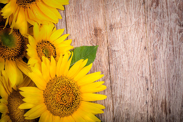 Free Stock Photo of Sunflower bouquet placed on rustic wooden ...