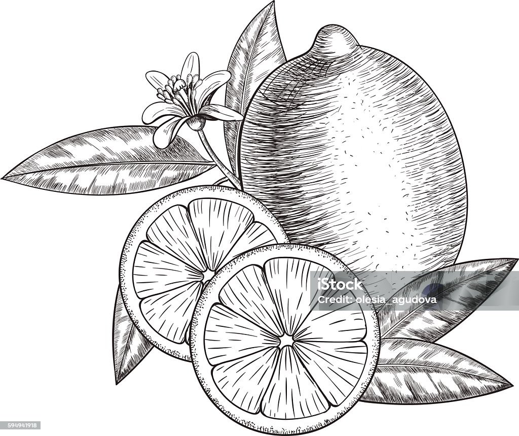 Vektor Tangan Ditarik Kapur Atau Lemon Utuh Potongan Irisan Setengah ... Vektor Tangan Ditarik Kapur Atau Lemon Utuh Potongan Irisan Setengah ...