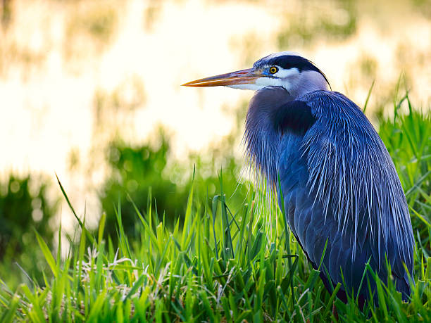500+ Heron Pictures [HD] | Download Free Images on Unsplash