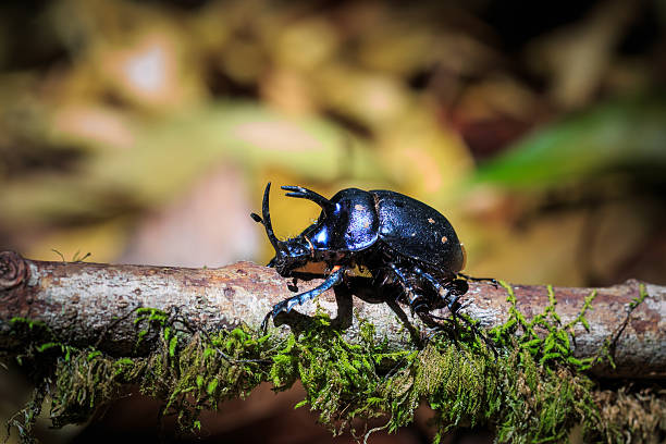 Free picture: valley, elderberry, longhorn, beetle, male, insect ...