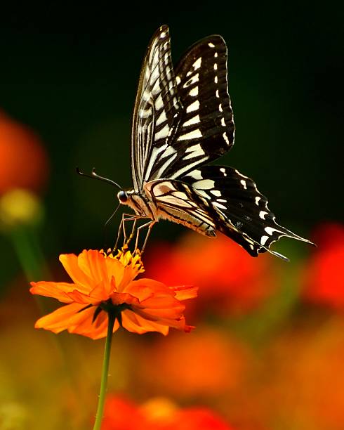 Free Stock Photo of Swallowtail Butterfly on Orange Flowers | Download ...