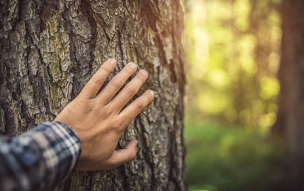Hand Tree Pictures | Download Free Images on Unsplash