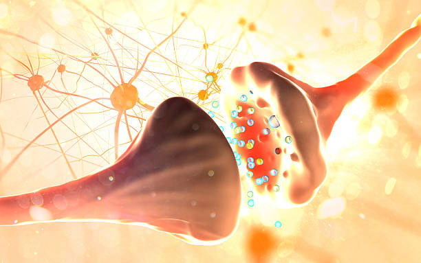9.400+ Neurotrasmettitore Foto stock, immagini e fotografie royalty ... 9.400+ Neurotrasmettitore Foto stock, immagini e fotografie royalty ...