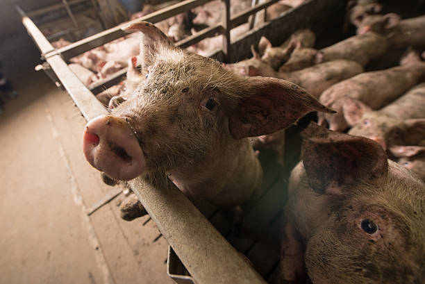 Free factory farming stock photos. Download the best free factory ...