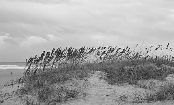 Free picture: sea, oats, wave, breeze, ocean