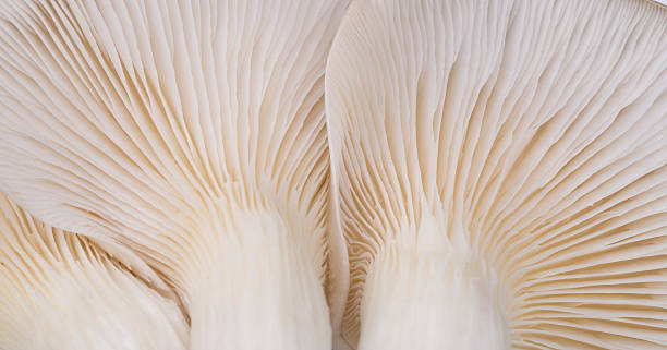 30k+ Mushroom Texture Pictures | Download Free Images on Unsplash