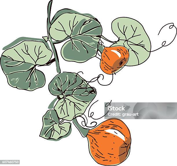 Sketched 펌프킨 가을에 대한 스톡 벡터 아트 및 기타 이미지 가을 계절 그리기 Istock