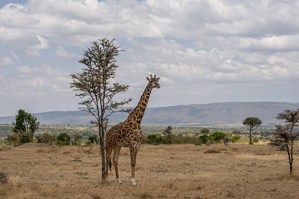 430+ Kenyan Athletes Stock Photos, Pictures & Royalty-Free Images - iStock 430+ Kenyan Athletes Stock Photos, Pictures & Royalty-Free Images - iStock