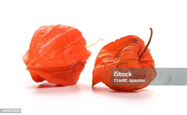 Physalis 흰색 바탕에 흰색 배경 0명에 대한 스톡 사진 및 기타 이미지 0명 과일 꽈리 베리류 Istock