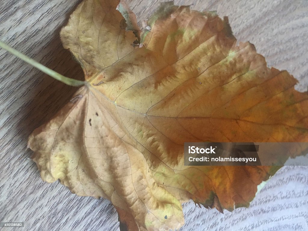 Brown Fall Leaf Stock Photo - Download Image Now - Autumn, Botany, Bush ... Brown Fall Leaf Stock Photo - Download Image Now - Autumn, Botany, Bush ...