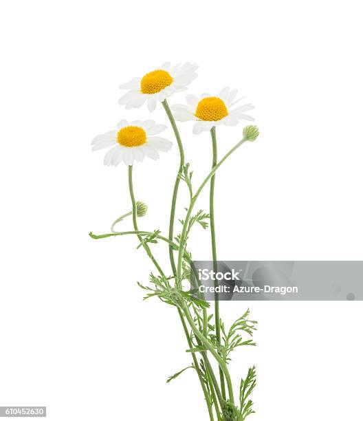 Chamomiles 고립 흰색 배경 없이요 Shadow 카모마일에 대한 스톡 사진 및 기타 이미지 카모마일 캐모마일