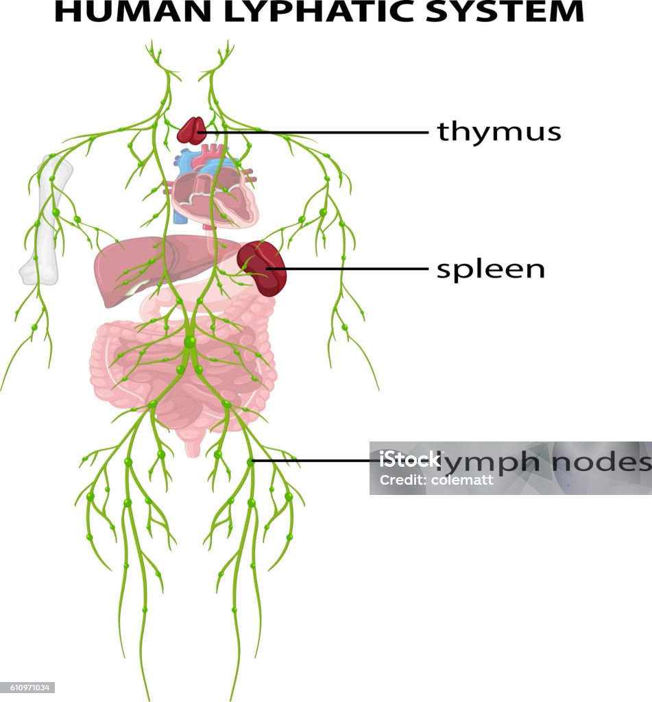 Diagram Showing Human Lyphatic System向量圖形及更多一個物體圖片 一個物體 人 人體 Istock