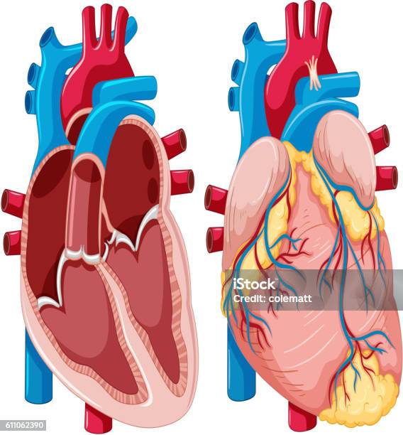 Diagram Showing Human Hearts Stock Illustration - Download Image Now ... Diagram Showing Human Hearts Stock Illustration - Download Image Now ...