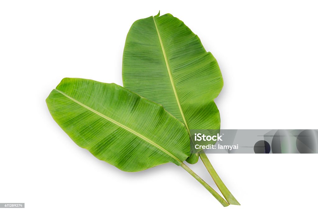 Daun Pisang Terisolasi Di Latar Belakang Putih Foto Stok Unduh Gambar