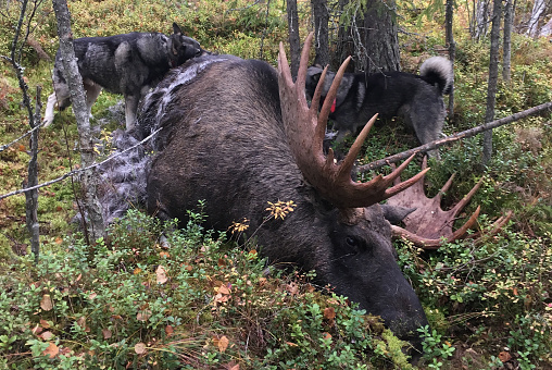 Big Mooose Stock Photo - Download Image Now - Moose, Hunting - Sport ... Big Mooose Stock Photo - Download Image Now - Moose, Hunting - Sport ...
