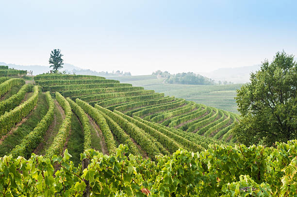 Vinery Pictures | Download Free Images on Unsplash