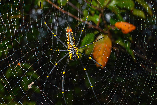 Labalaba Penenun Bola Emas Raksasa Betina Nama Ilmiah Nephila Pilipes ... Labalaba Penenun Bola Emas Raksasa Betina Nama Ilmiah Nephila Pilipes ...