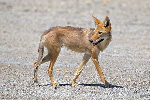 70+ Hungry Coyote Pictures Stock Photos, Pictures & Royalty-Free Images ... 70+ Hungry Coyote Pictures Stock Photos, Pictures & Royalty-Free Images ...