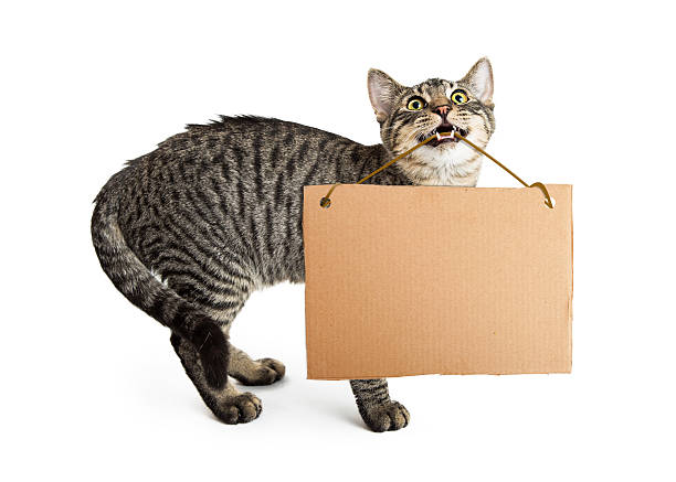 Free Stock Photo of Cat Sitting in Grass With Sign | Download Free ...