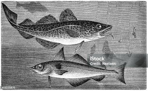 Cod Atlantik Ilustrasi Stok - Unduh Gambar Sekarang - iStock Cod Atlantik Ilustrasi Stok - Unduh Gambar Sekarang - iStock