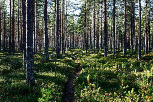 Finland Forest Pictures | Download Free Images on Unsplash