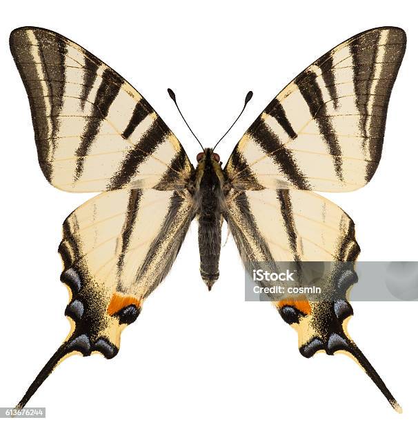 Pandangan Dorsal Dari Langka Swallowtail Terisolasi Pada Putih Foto ... Pandangan Dorsal Dari Langka Swallowtail Terisolasi Pada Putih Foto ...