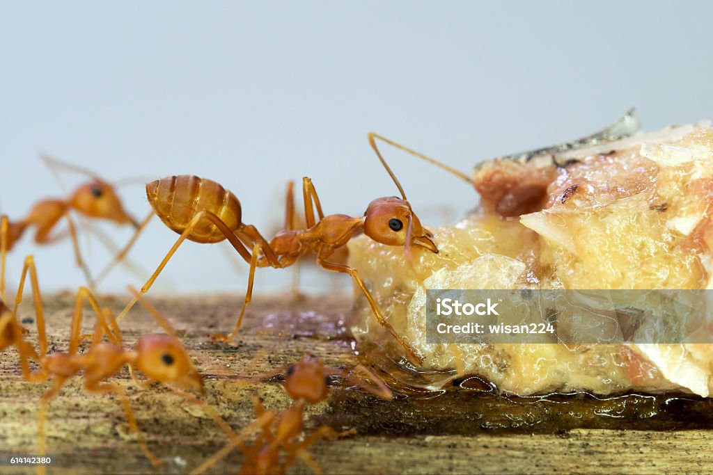 Foto de Formigas No Conceito De Trabalho Em Equipe e mais fotos de ... Foto de Formigas No Conceito De Trabalho Em Equipe e mais fotos de ...