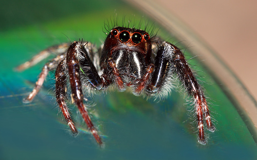 Pemotretan Makro Labalaba Melompat Salticus Scenicus Foto Stok - Unduh ... Pemotretan Makro Labalaba Melompat Salticus Scenicus Foto Stok - Unduh ...