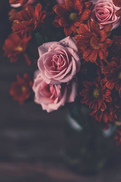 550+ Dark Rose Pictures | Download Free Images on Unsplash