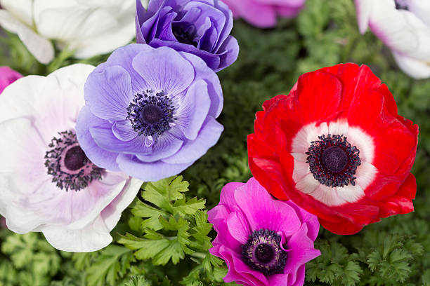 Anemone Flower Pictures | Download Free Images on Unsplash