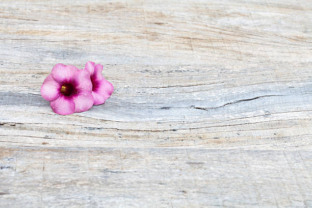 Natutral Pictures | Download Free Images on Unsplash