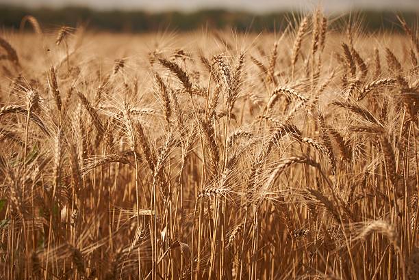 Free picture: Close-up of stem with seeds of dry wheat in wheatfield