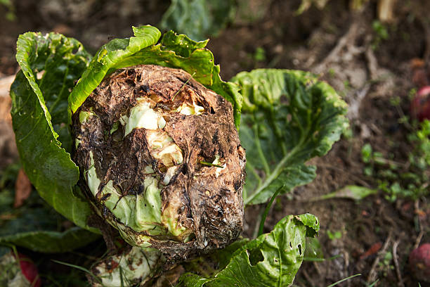 570+ Rotten Cabbage Stock Photos, Pictures & Royalty-Free Images - iStock 570+ Rotten Cabbage Stock Photos, Pictures & Royalty-Free Images - iStock