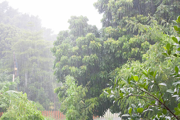 Rain Forrest Pictures | Download Free Images on Unsplash