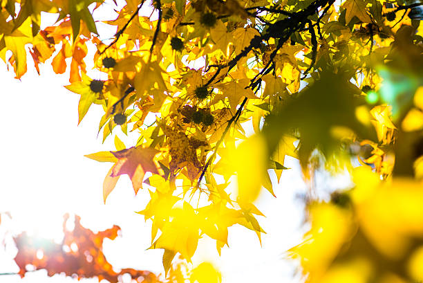 Free picture: autumn, golden glow, yellow leaves, twig, trees, branches ...