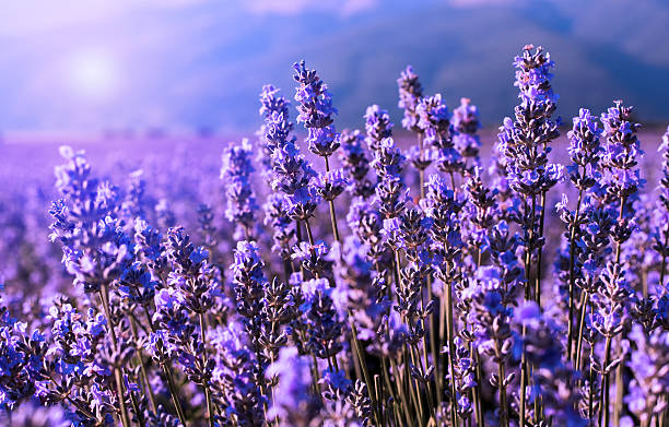 Lavender Background Pictures | Download Free Images on Unsplash