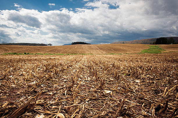 Free Stock Photo of Path Cutting Through Corn Field | Download Free ...